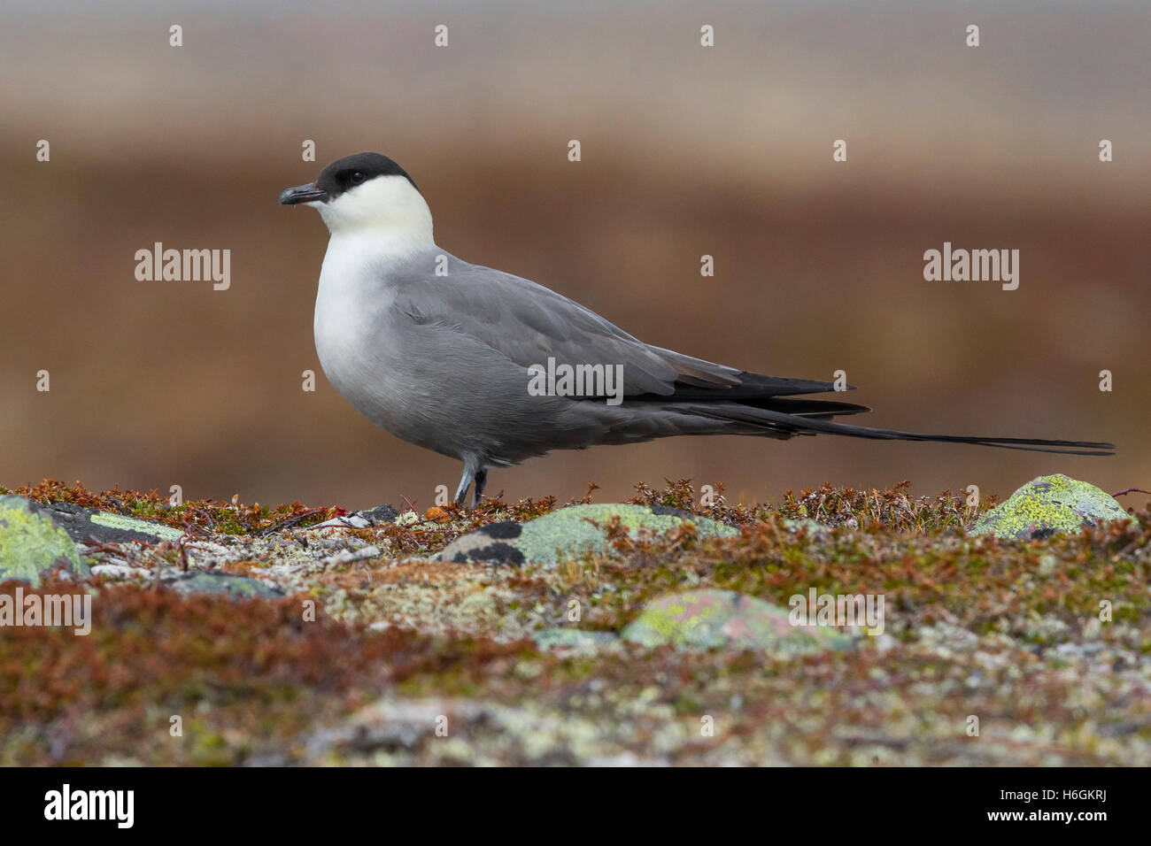 Long tailed jaeger hi-res stock photography and images - Alamy