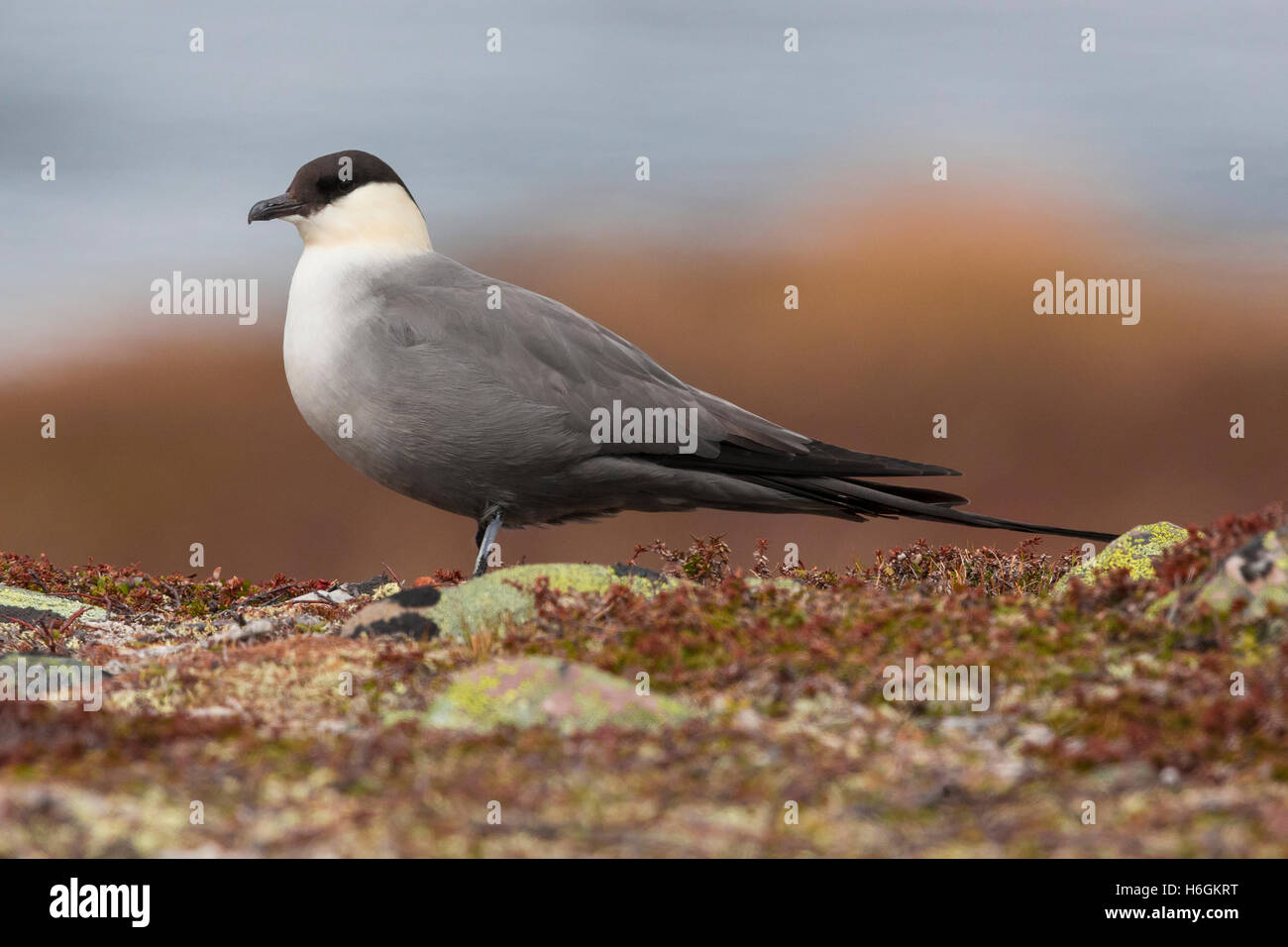 Long-tailed Jaeger (Stercorarius longicaudus), adult standing on the ...