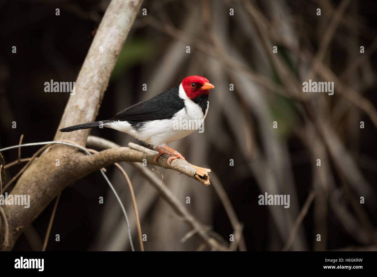 Yellow-billed cardinal on tree branch facing right Stock Photo - Alamy