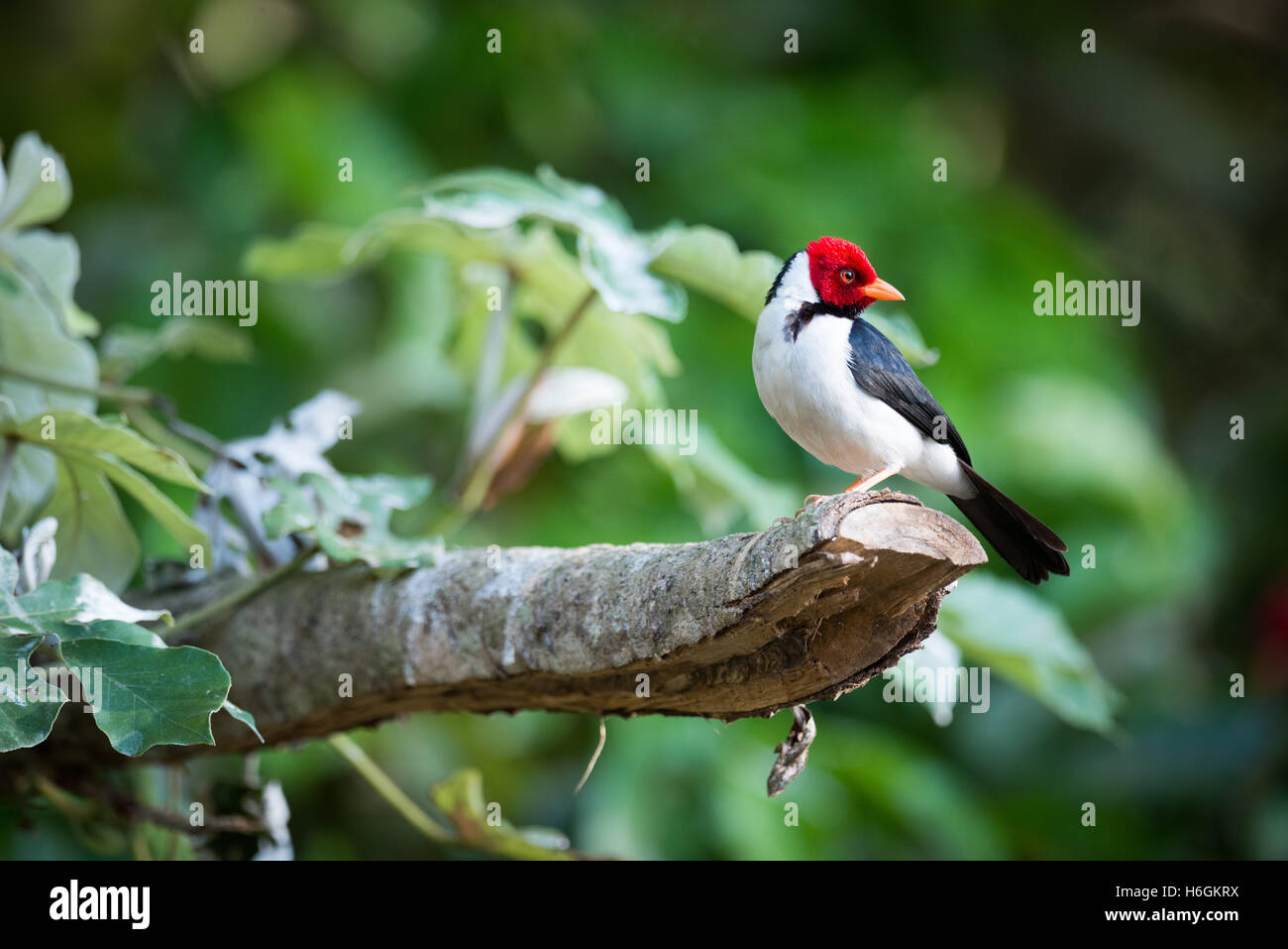 Yellow-billed cardinal on branch with turned head Stock Photo - Alamy