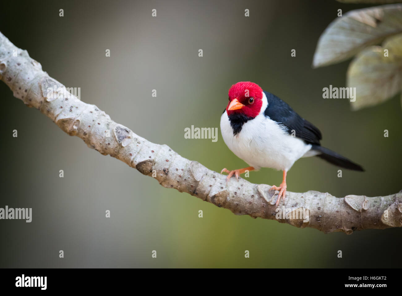 Yellow-billed cardinal on branch looking at camera Stock Photo - Alamy