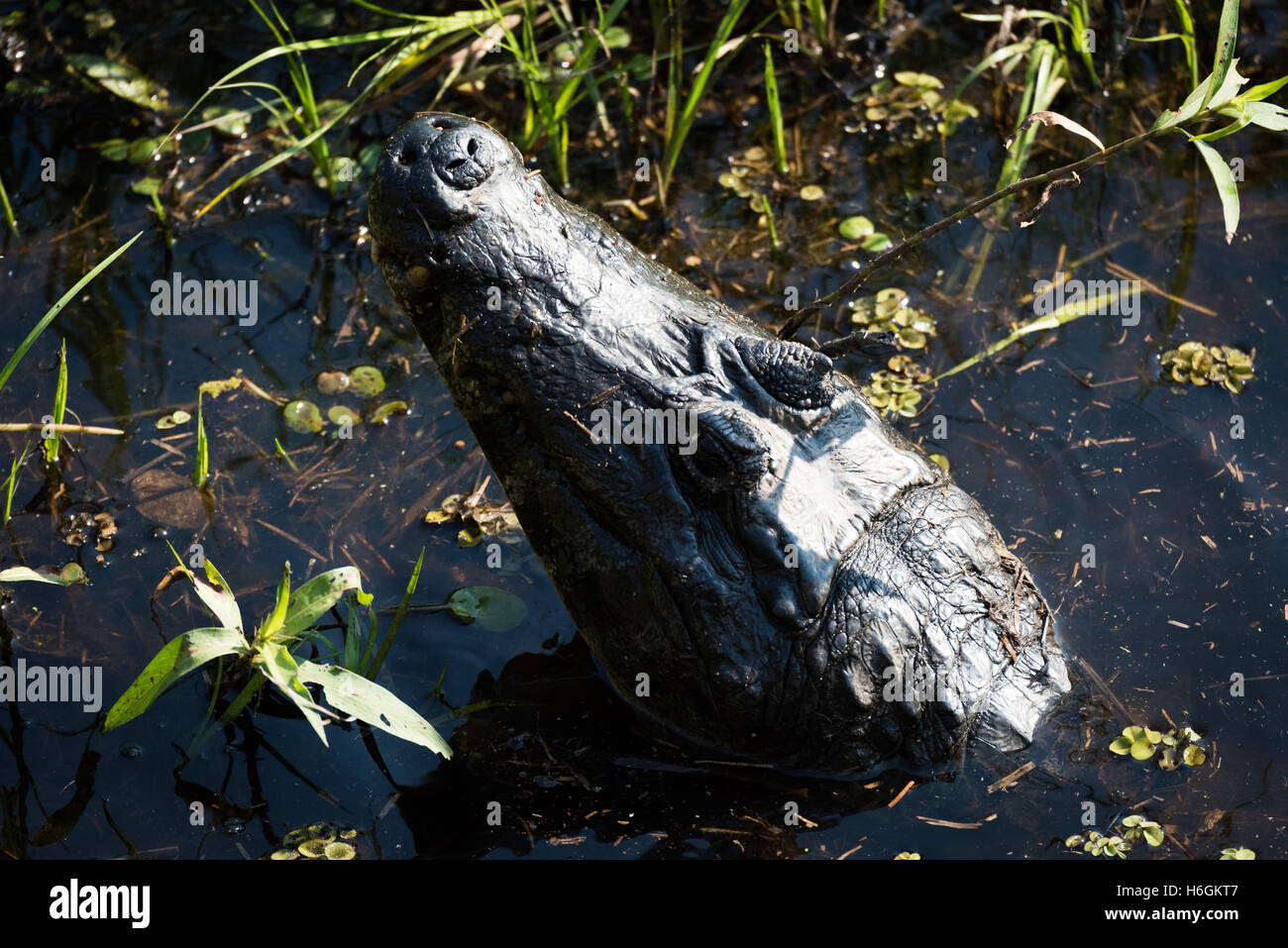 Yacare caiman raising head out of water Stock Photo - Alamy