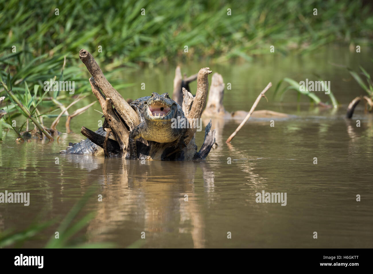 Dead caiman hi-res stock photography and images - Alamy