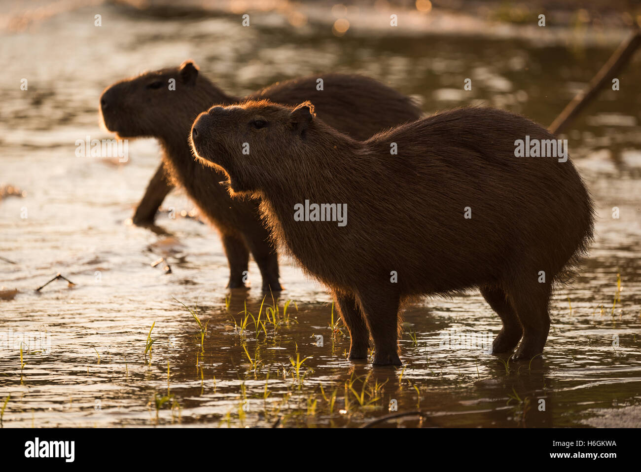 Capybara pair hi-res stock photography and images - Alamy