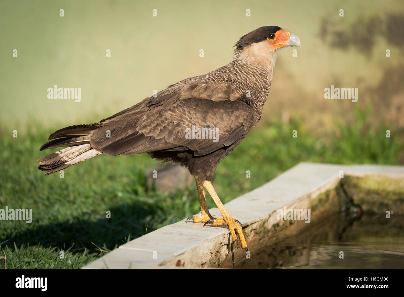 Southern crested caracara perched by water trough Stock Photo - Alamy