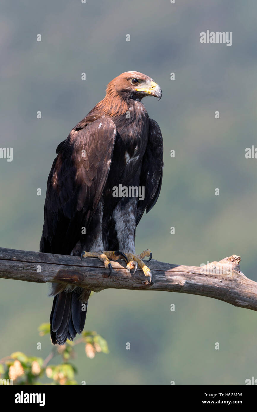 Aquila chrysaetos hi-res stock photography and images - Alamy