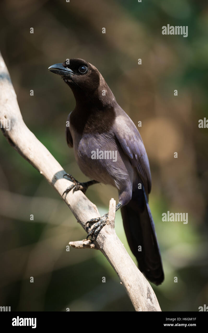Purplish jay cyanocorax cyanomelas hi-res stock photography and images ...