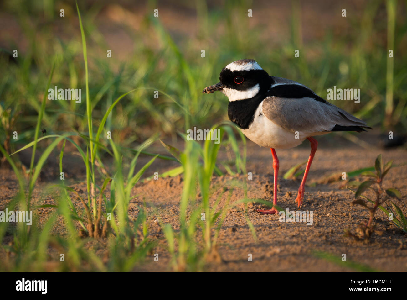 Pied plover walking through grass on beach Stock Photo - Alamy