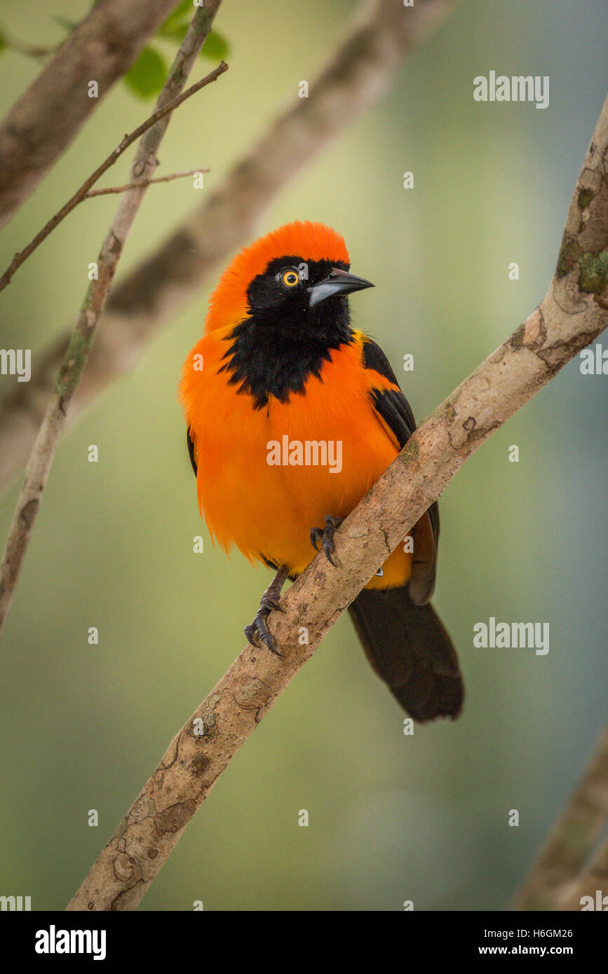 Orange backed troupial icterus croconotus hi-res stock photography and ...