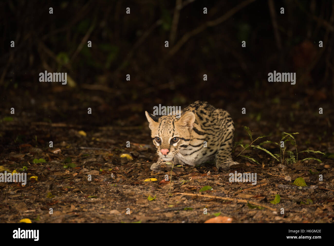 Ocelot crouching at night looking for food Stock Photo - Alamy