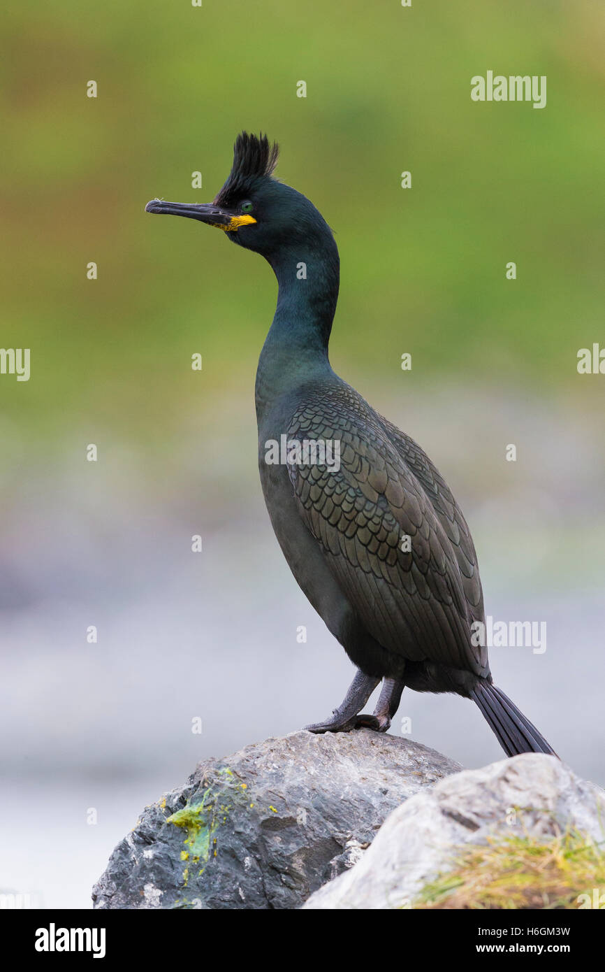 Shag on a rock hi-res stock photography and images - Alamy