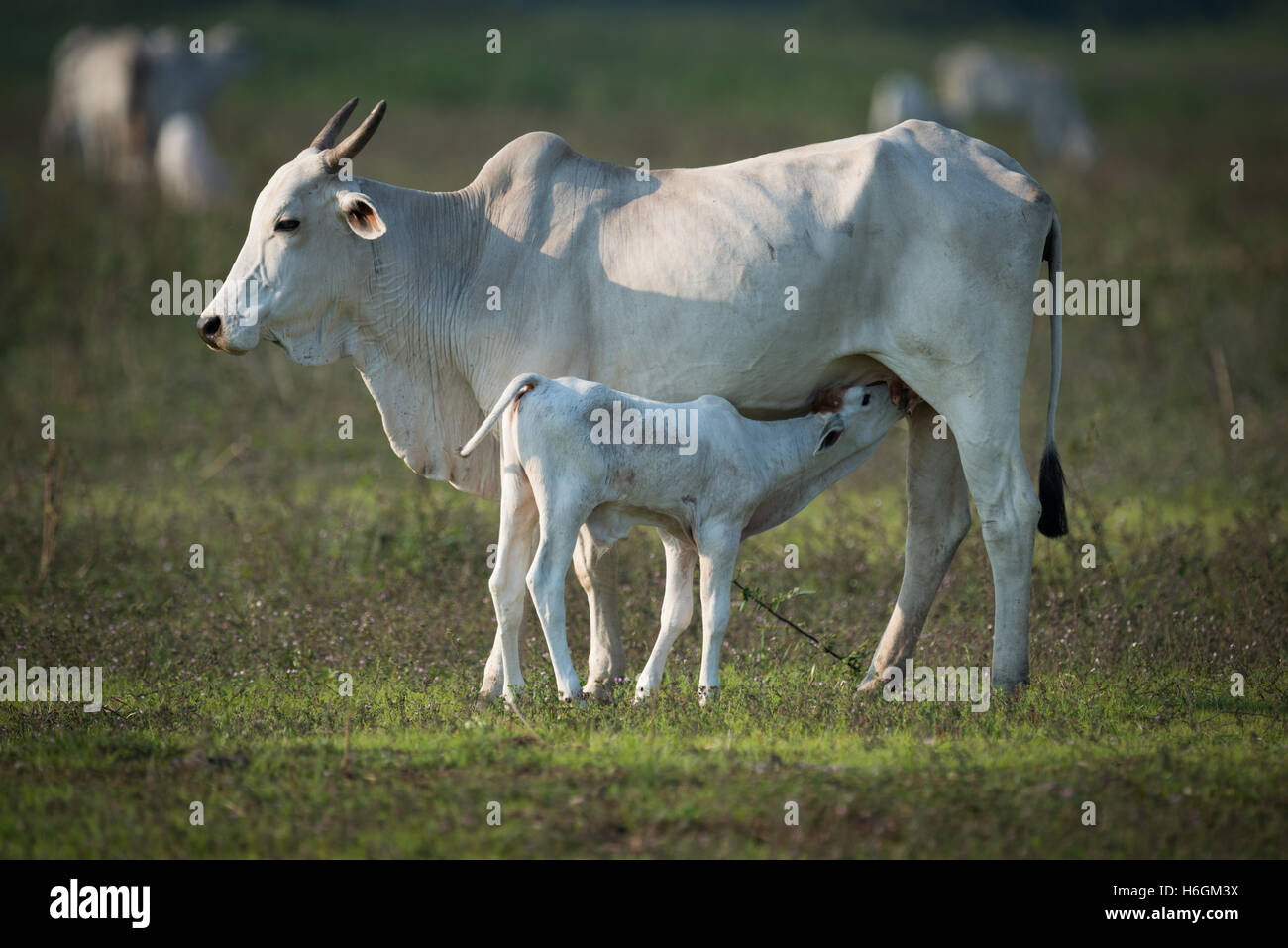 Khillari hi-res stock photography and images - Alamy