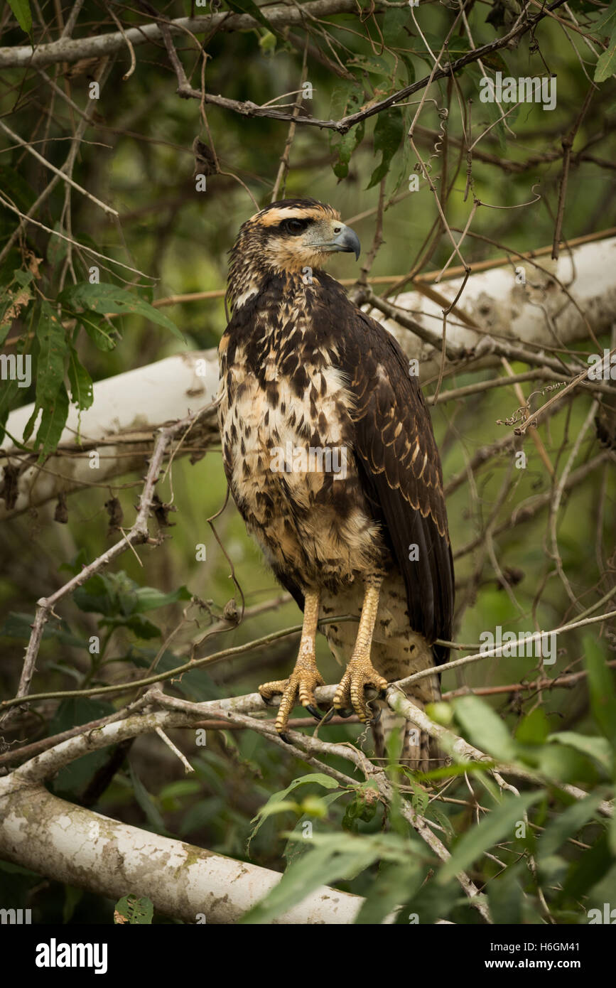 Juvenile savanna hawk on branch facing right Stock Photo - Alamy