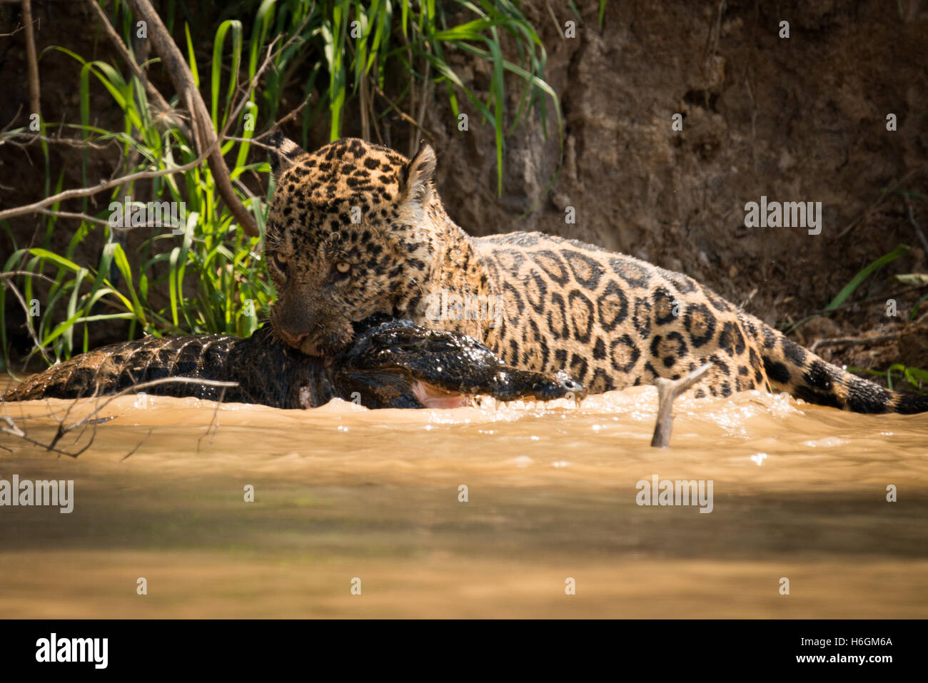 Jaguar pulling dead yacare caiman through river Stock Photo - Alamy