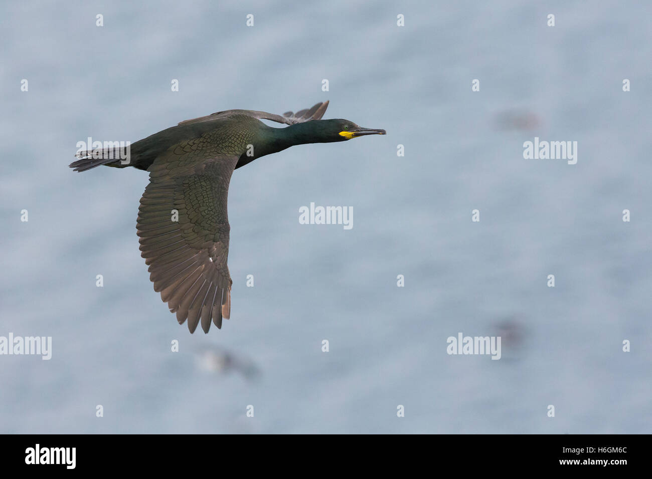 Shag in flight hi-res stock photography and images - Alamy