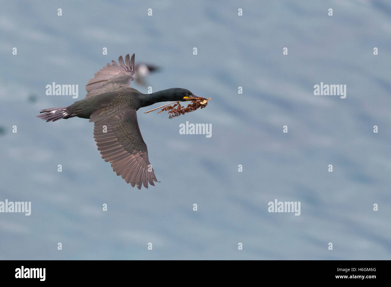 European Shag (Phalacrocorax aristotelis), adult in flight carrying ...