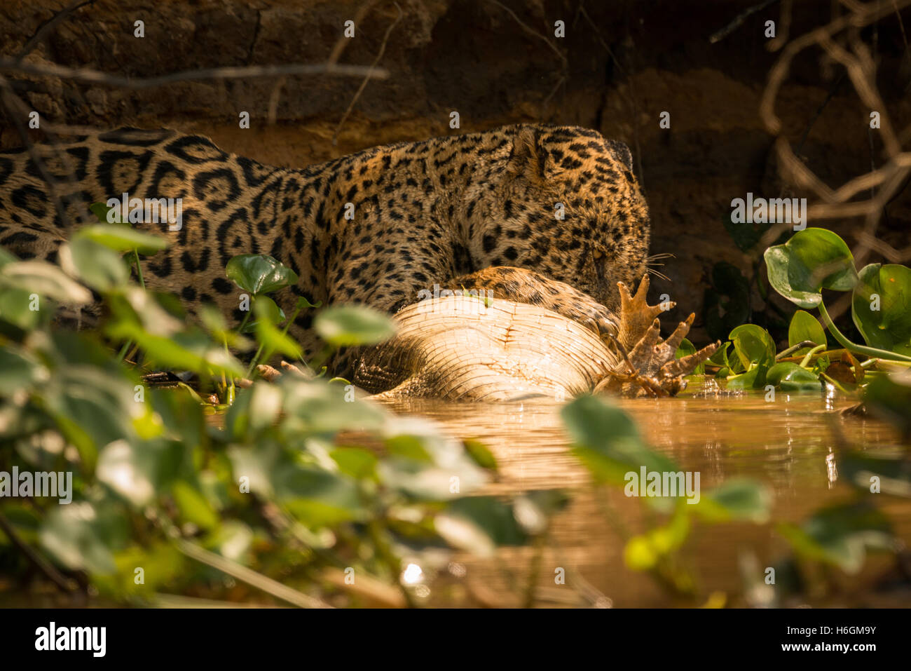 Jaguar eating caiman hi-res stock photography and images - Alamy