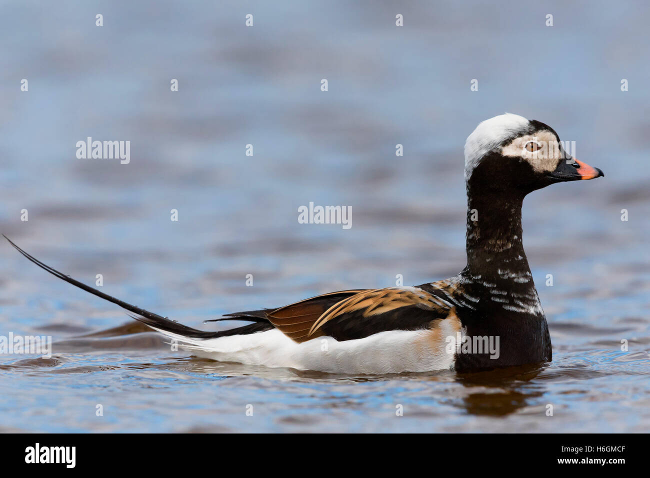Long Tailed Duck Stock Photos & Long Tailed Duck Stock Images - Alamy