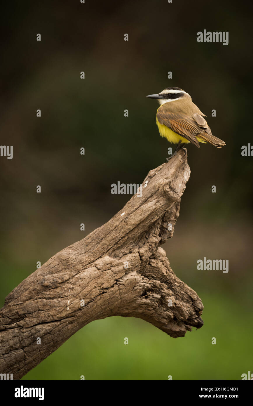 Great kiskadee on dead branch facing left Stock Photo - Alamy