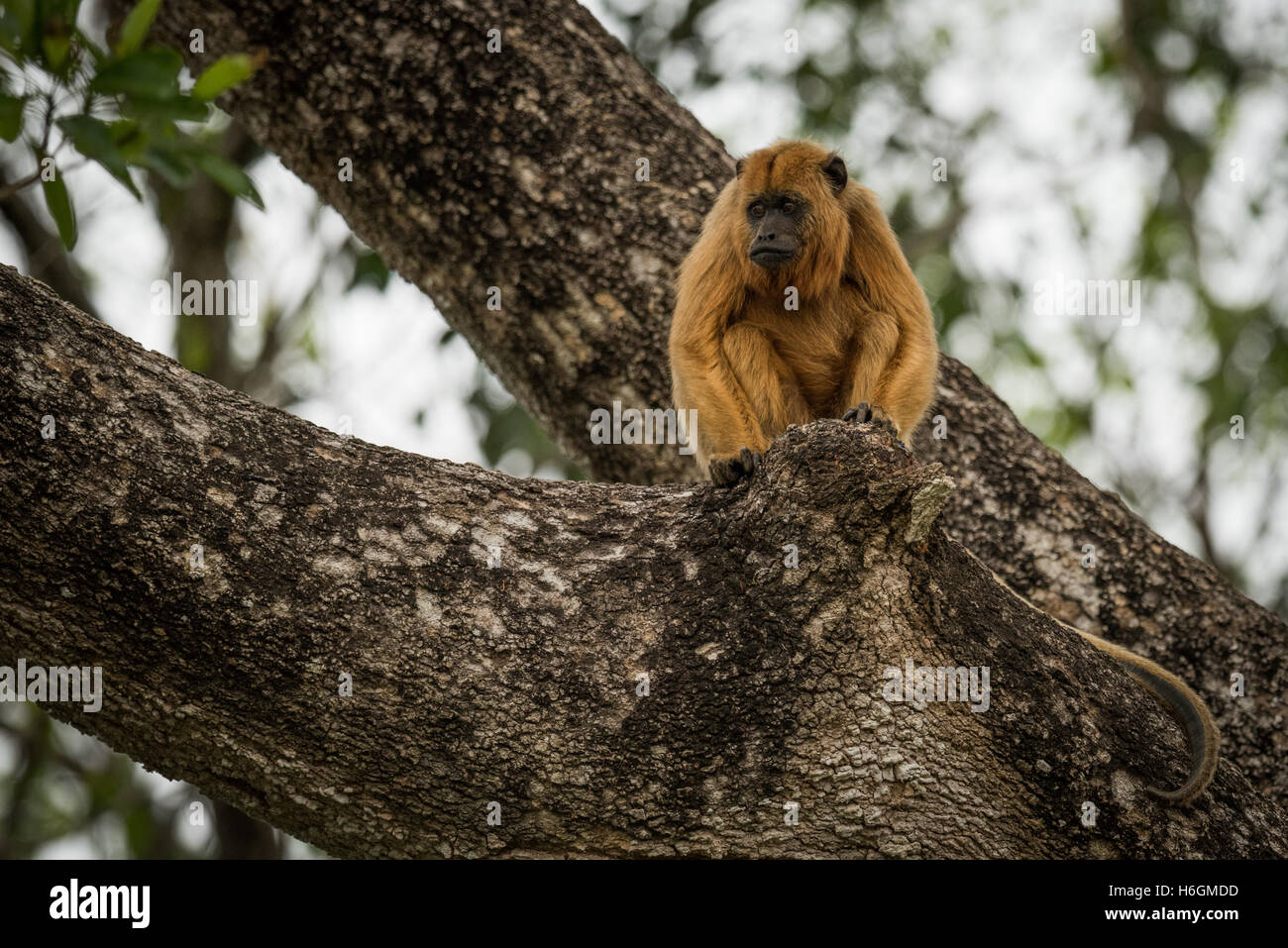 Female black howler monkey sitting in tree Stock Photo - Alamy