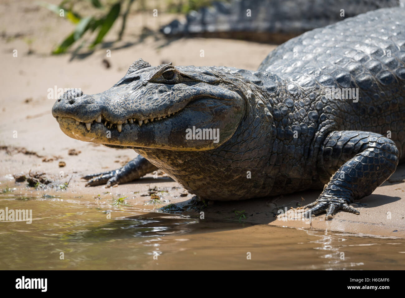 Close-up of yacare caiman on muddy beach Stock Photo - Alamy