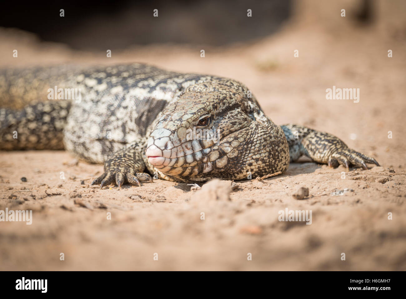 Golden tiger lizard tegu hi-res stock photography and images - Alamy
