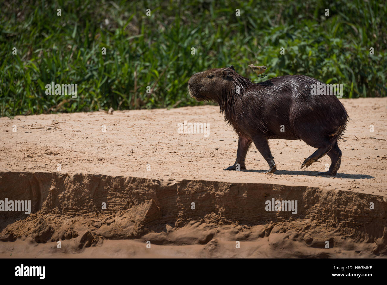 Capybara with bird on back on sandbank Stock Photo - Alamy