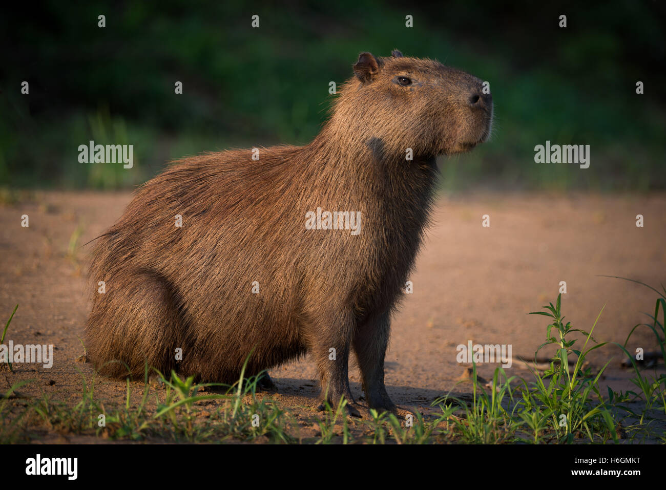 Capybara sitting on beach on river bank Stock Photo - Alamy