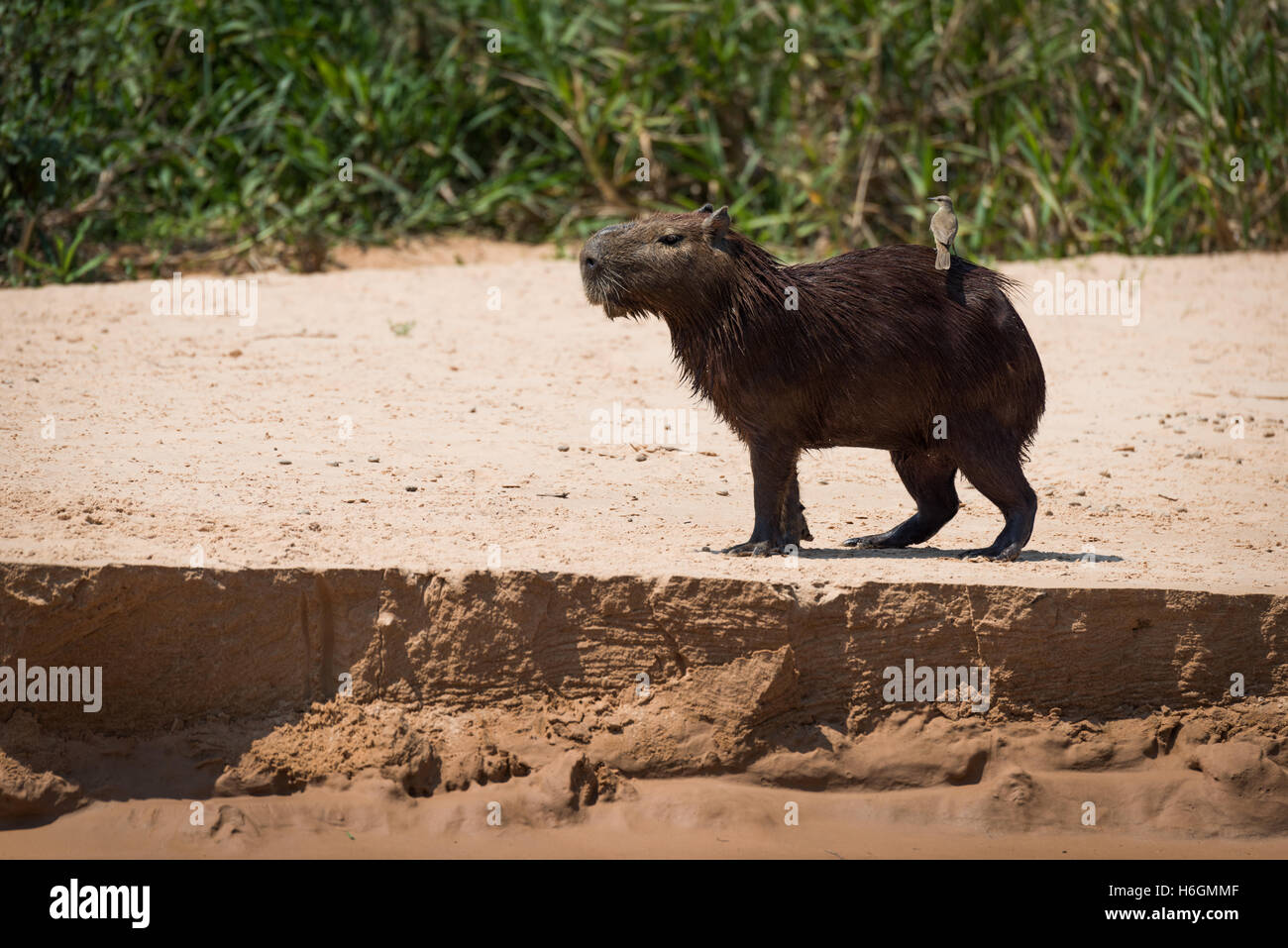 Capybara on sandbank carrying bird on back Stock Photo - Alamy