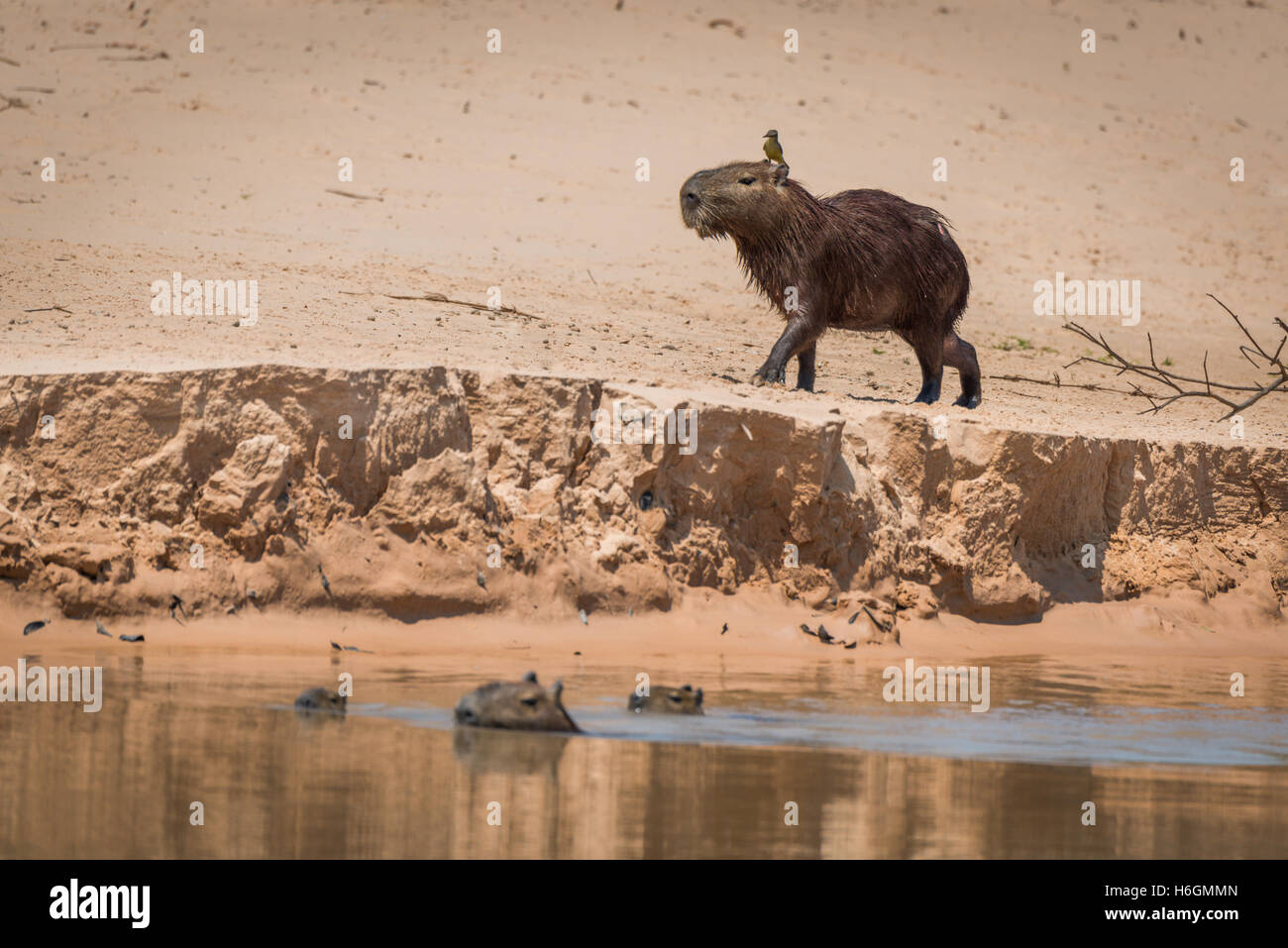 Capybara feet hi-res stock photography and images - Alamy