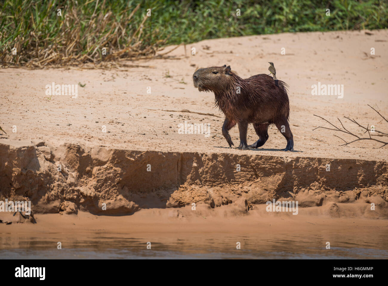 Capybara feet hi-res stock photography and images - Alamy
