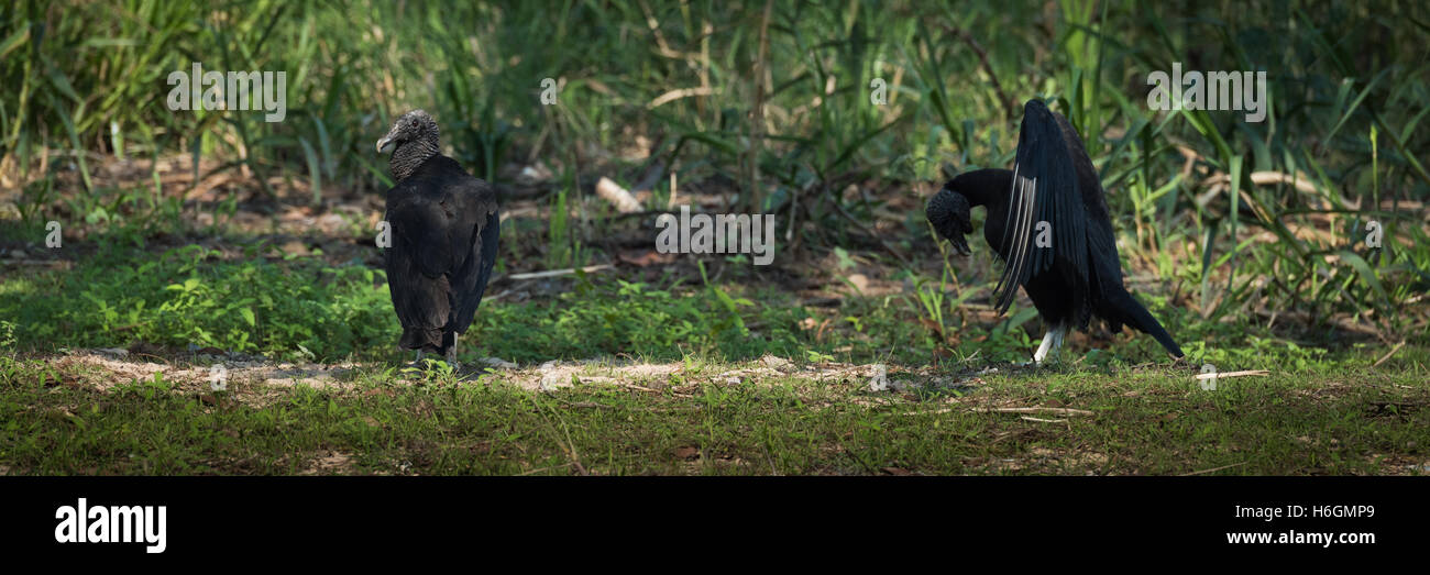 Black vulture doing mating dance for female Stock Photo - Alamy