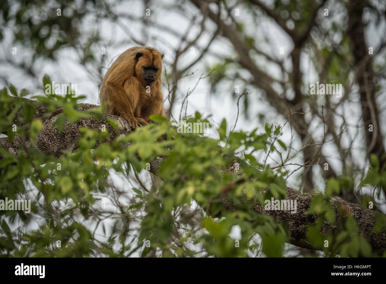 Black howler monkey sitting on tree branch Stock Photo - Alamy