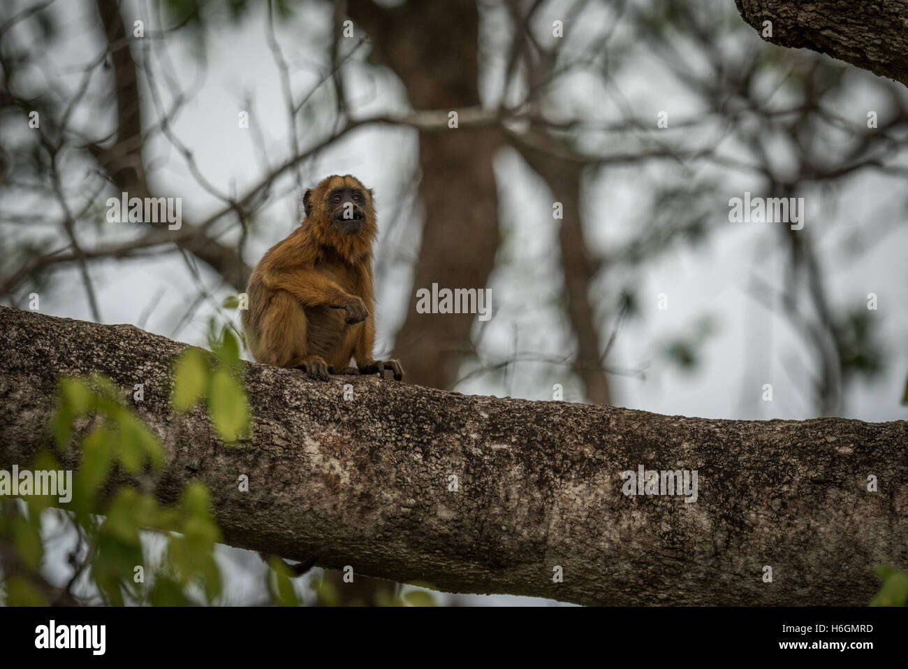 Brazil brown howler monkeys hi-res stock photography and images - Alamy