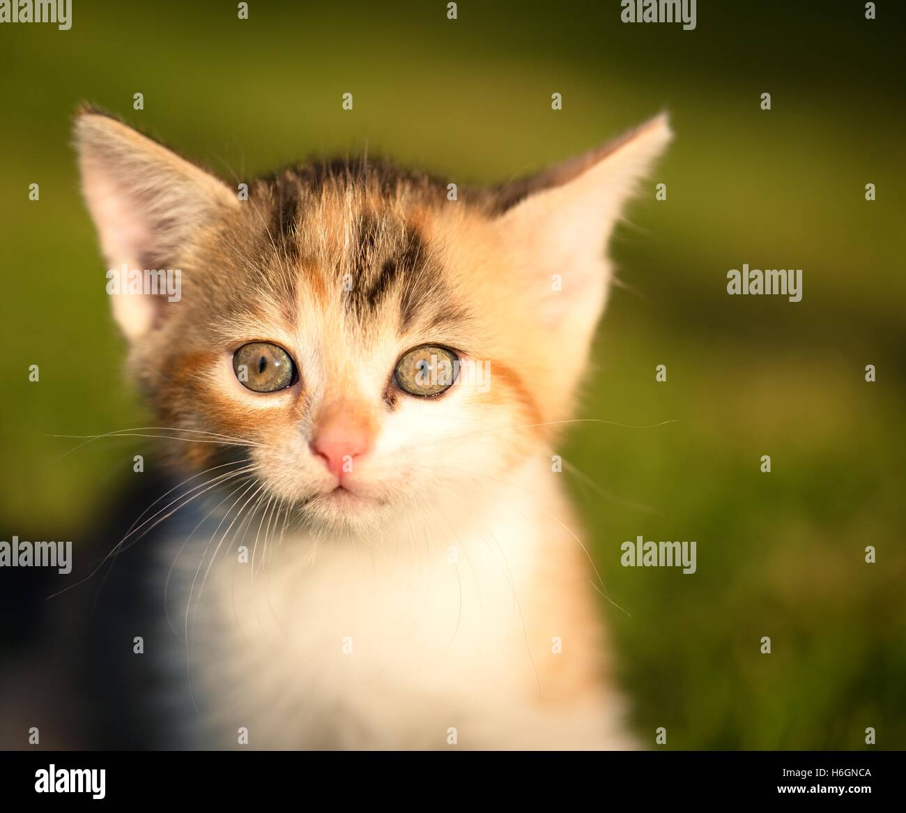 Horizontal photo of little cat. Kitten with nice three colored hair ...