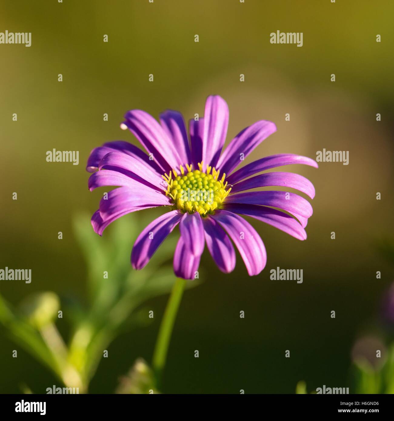 Square photo with detail of purple daisy marguerite flower with nice ...