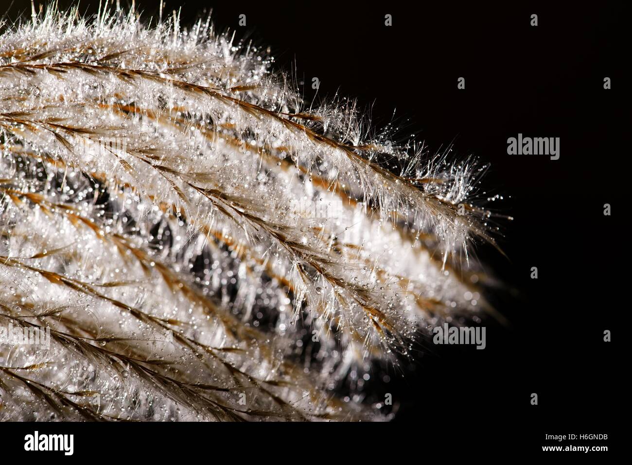 Horizontal photo with detail of reed seeds on branch with nice fluff ...