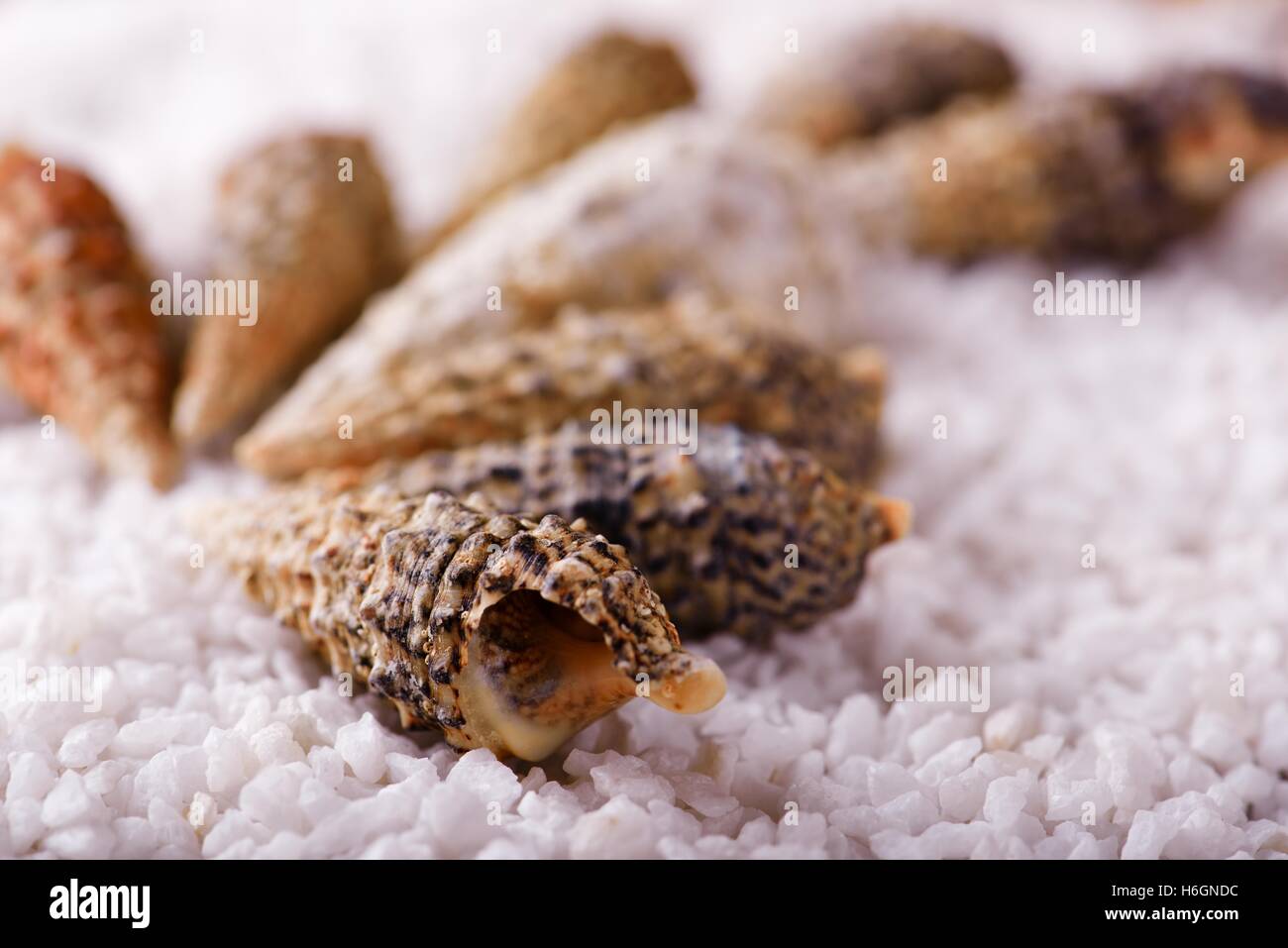 Horizontal photo of several sea shells which are placed on small white ...