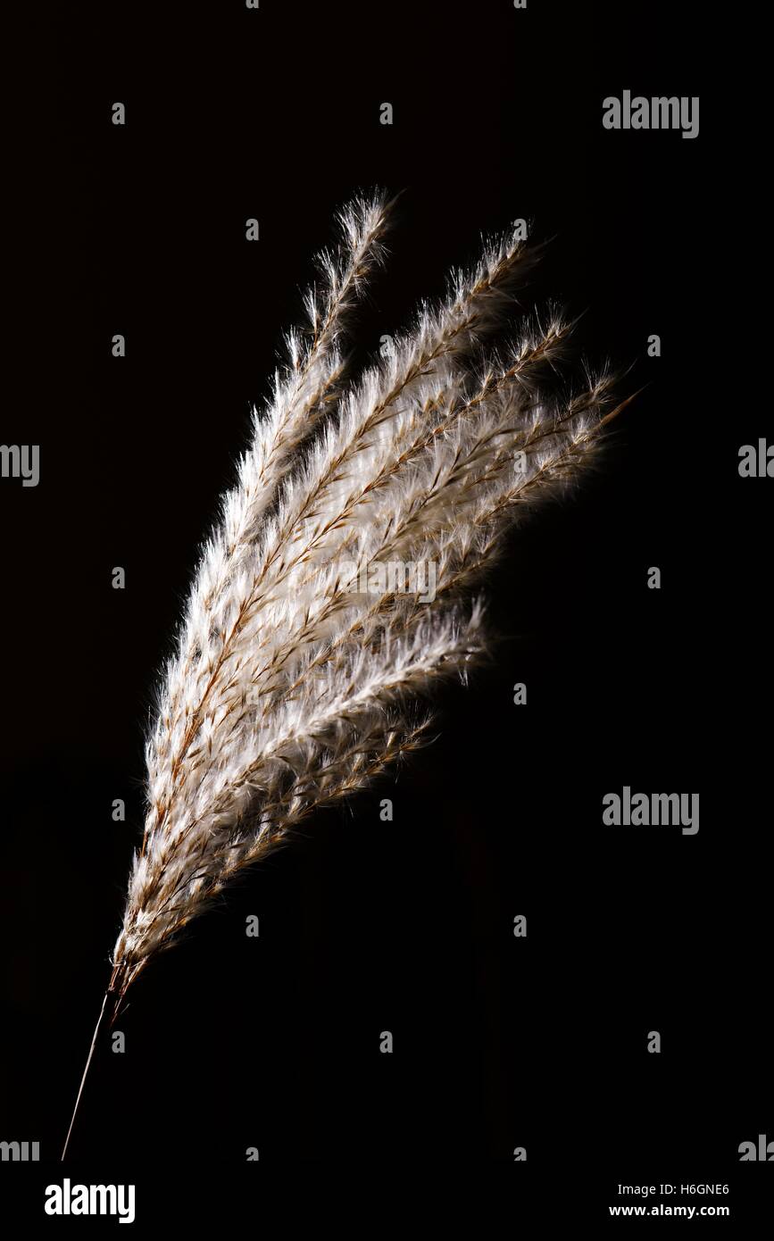 Vertical photo of dry seeds on branch of reed with nice fluff on black ...