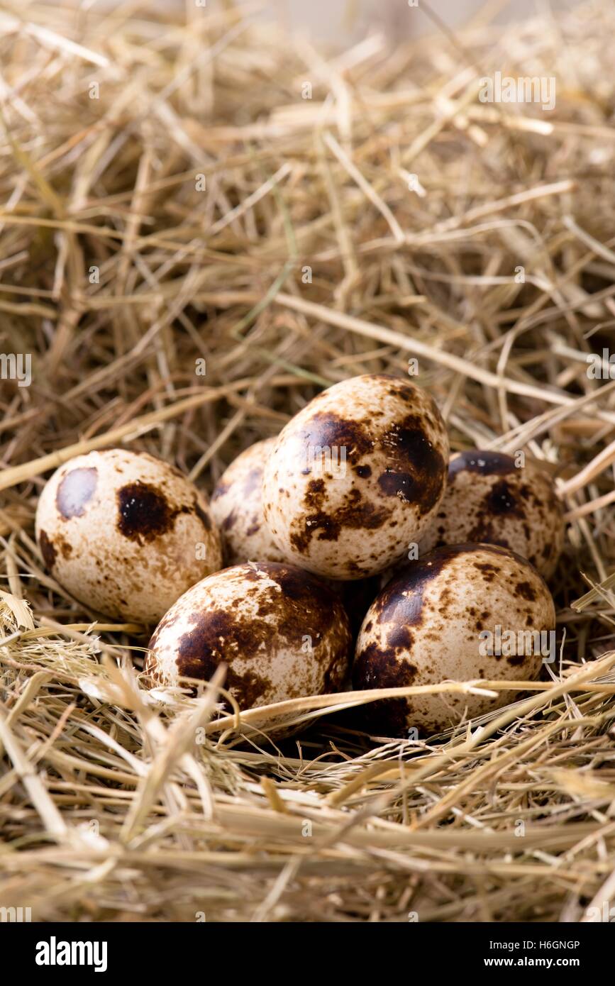 Vertical photo of several quail eggs which are placed on nice haystack ...