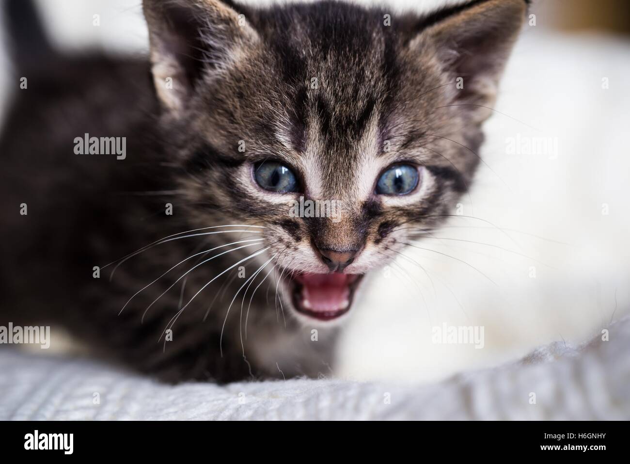 Horizontal photo of few weeks old tabby tomcat. Kitten has blue eyes ...