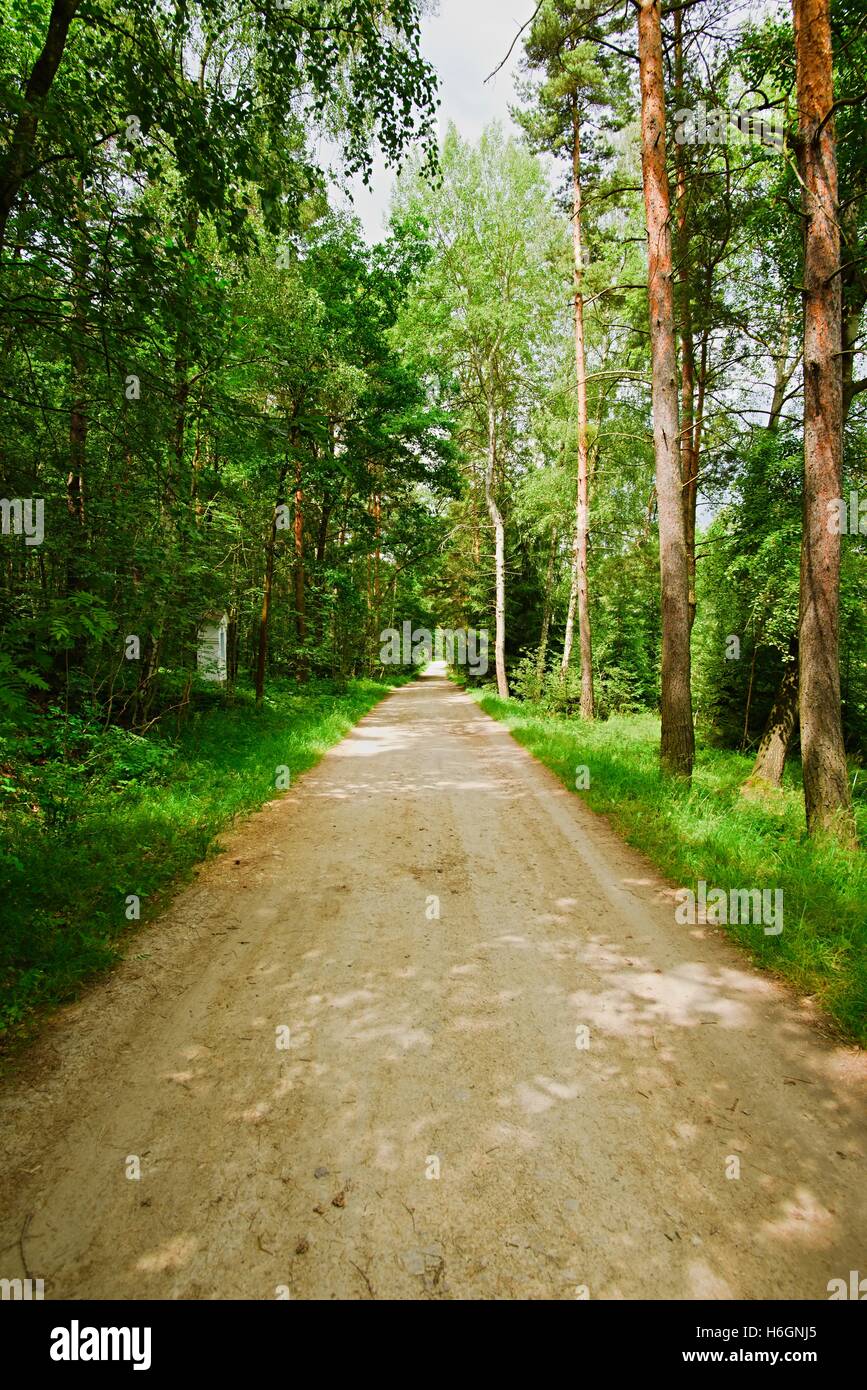 Vertical wide photo of path / way through the forest which is made from ...