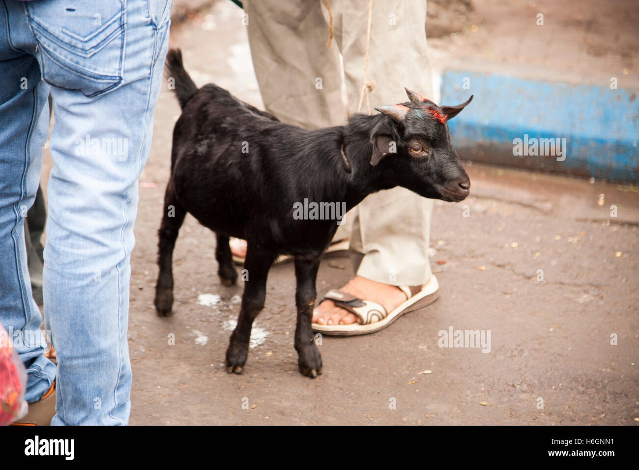 Goat ready for sacrifice hi-res stock photography and images - Alamy