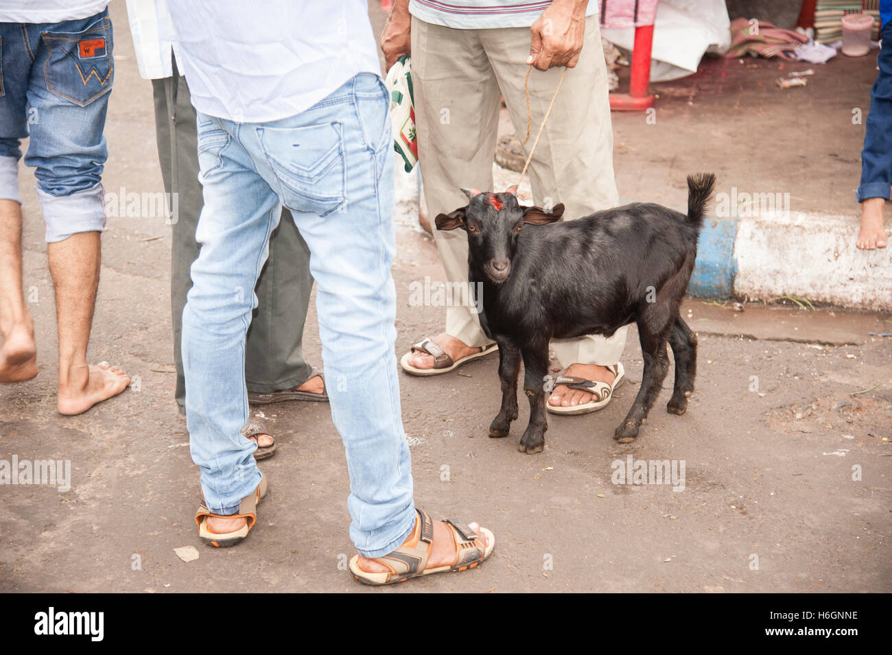 man buying a goat for sacrifice to goddess at Kali temple kali ghat ...