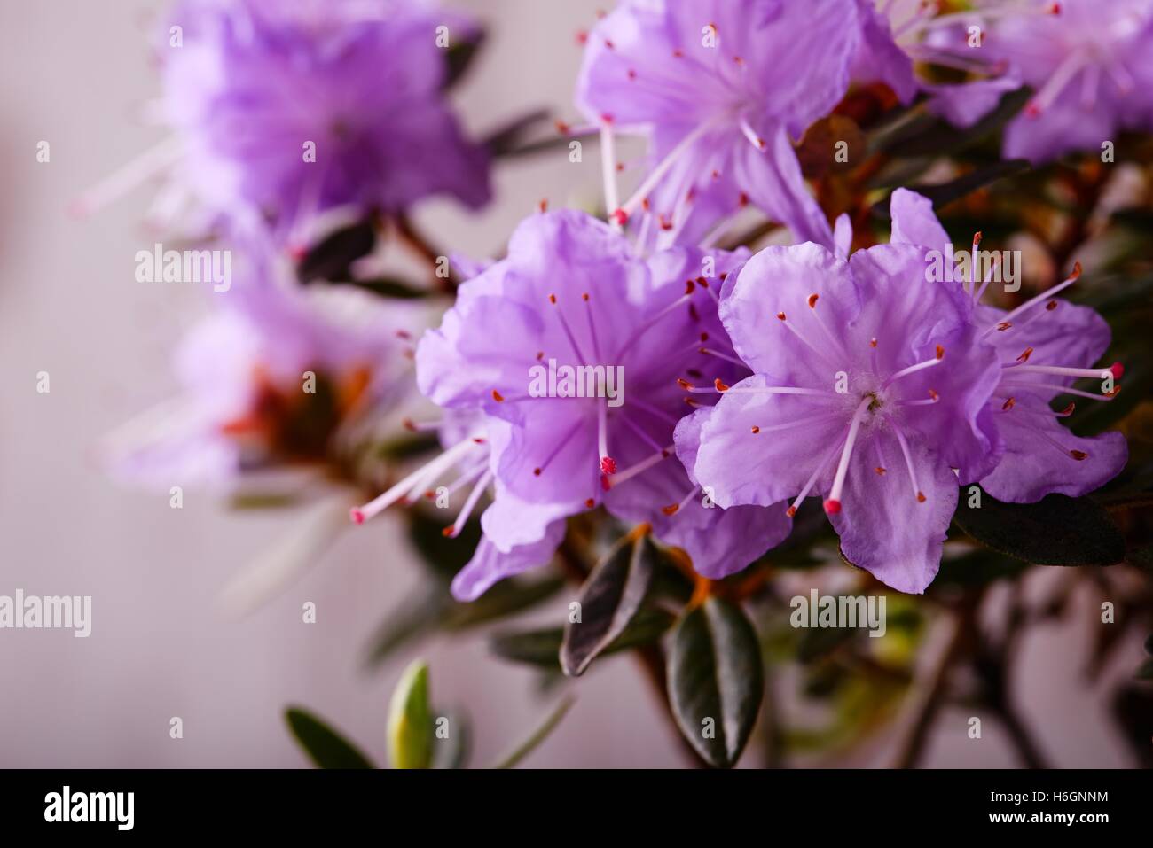 Horizontal photo with group of pink purple rhododendron blooms which ...
