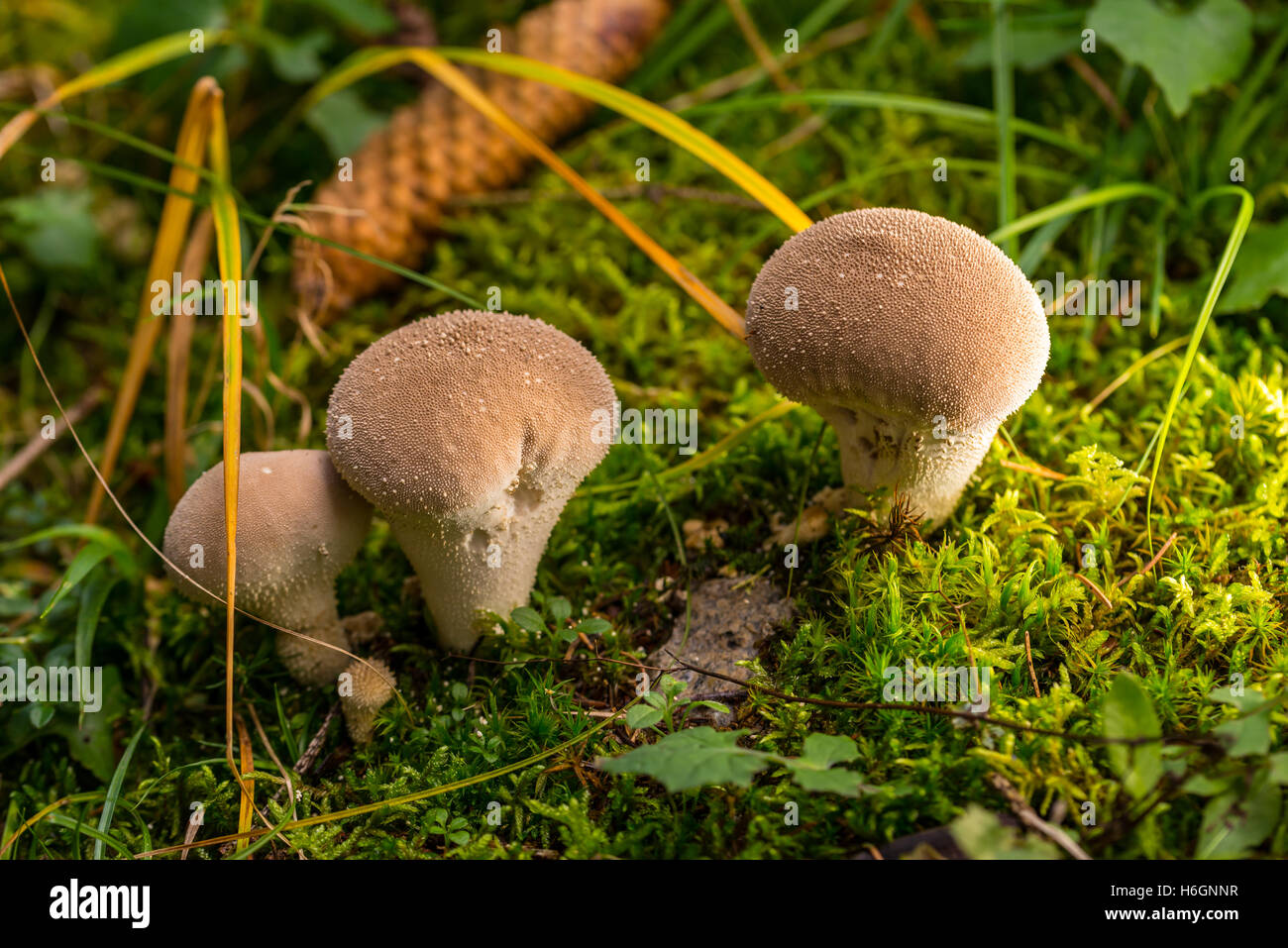 Horizontal photo of small group of puffballs. Three big mushrooms and ...