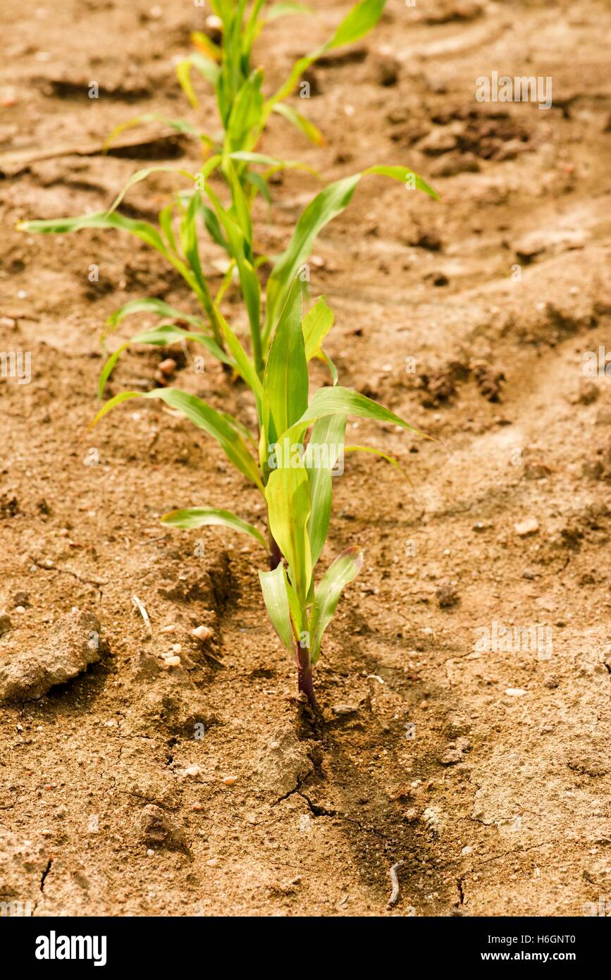 Vertical photo of several seedlings of corn. Young corn on dry field ...