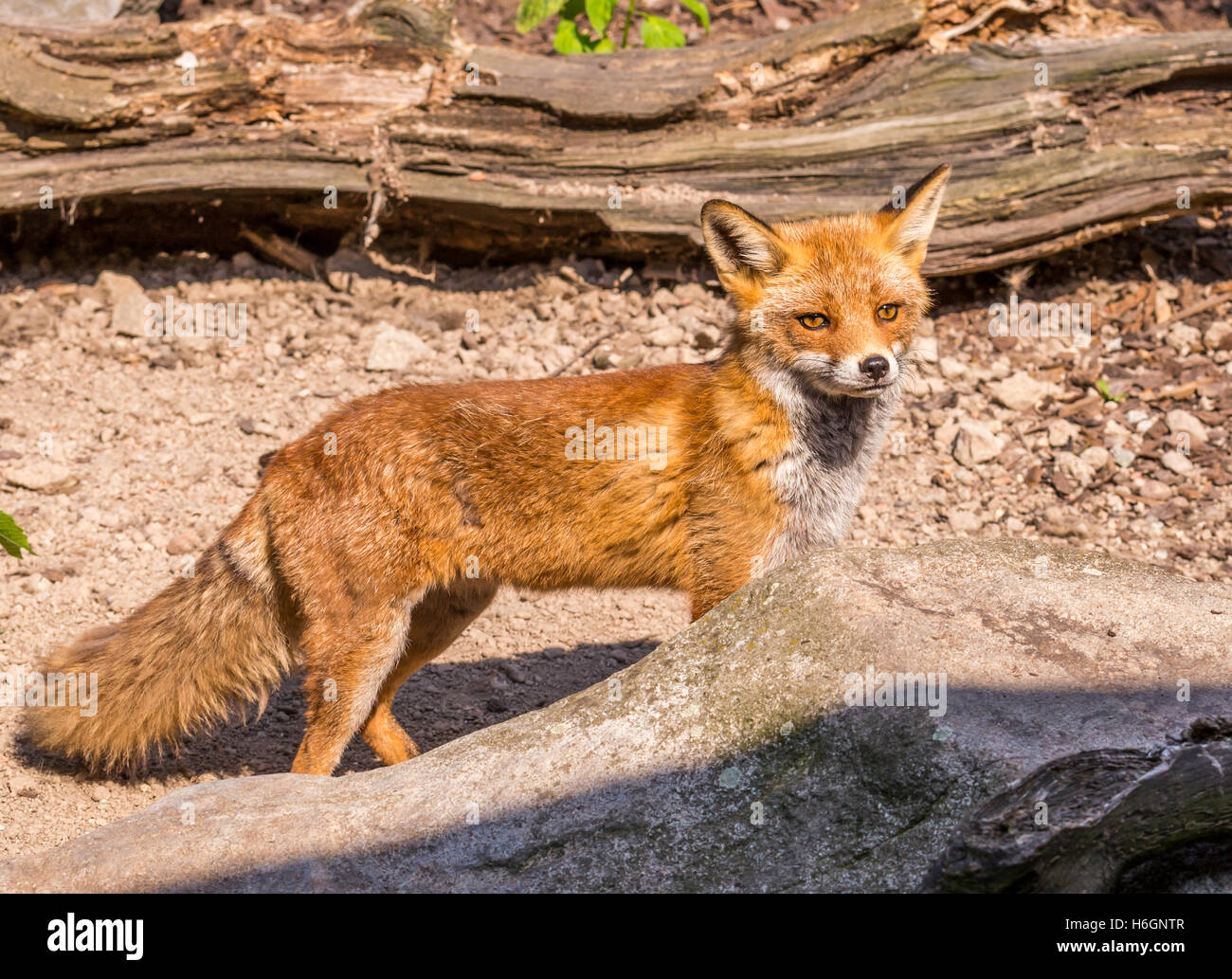 Horizontal photo of nice orange fox with focus on eyes. The hair is ...