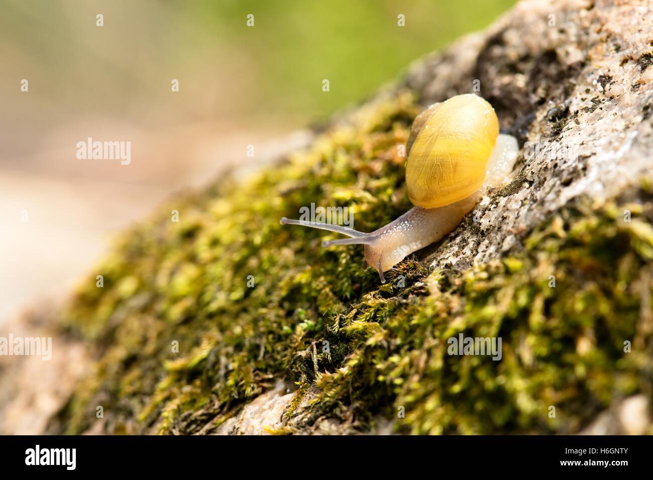 Semi transparent snail hi-res stock photography and images - Alamy