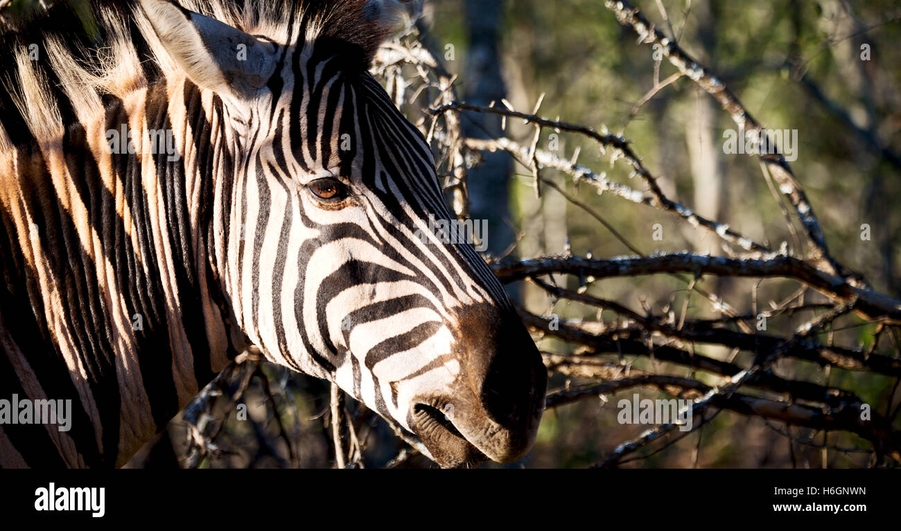 blur in south africa mlilwane wildlife nature reserve and wild zebra ...